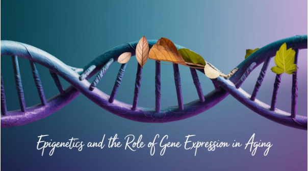Epigenetics and the Role of Gene Expression in Aging